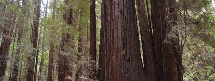 Western Red Cedar: The Essential Tree of BC’s Coastal Rainforests ...